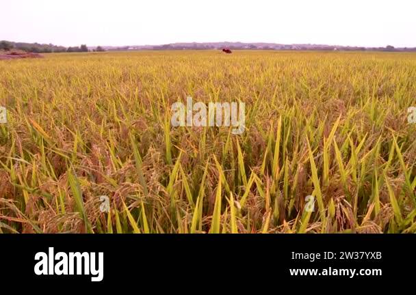 Philippines rice farm Stock Videos & Footage - HD and 4K Video Clips ...