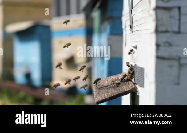 swarm of honeyed bees brings nectar balls collected from flowering ...
