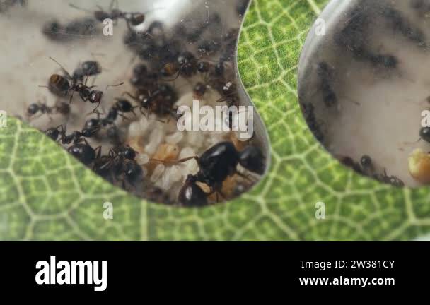 ant farm. the Queen of ants produces offspring. Laying of eggs and ...