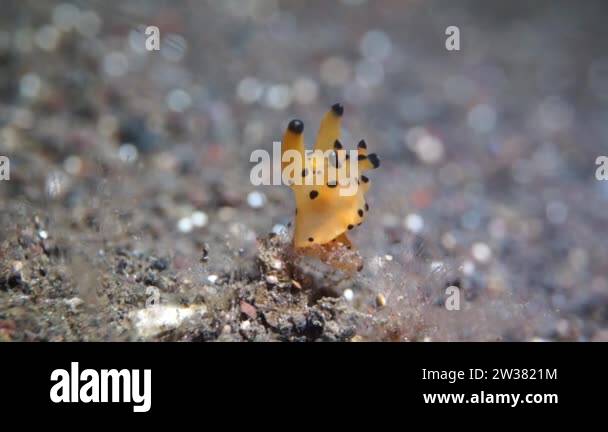 Anime like Stock Videos & Footage - HD and 4K Video Clips - Alamy