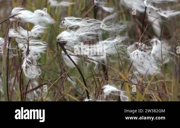 Alaska poppy Stock Videos & Footage - HD and 4K Video Clips - Alamy