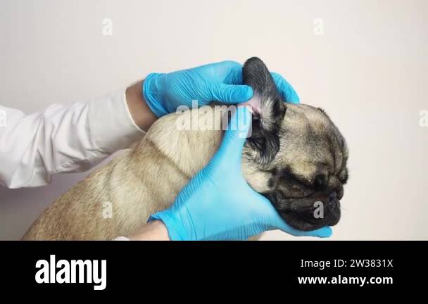 Veterinarian in sterile gloves conducts medical examination of pug dog ...