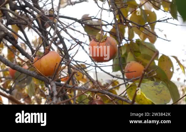 Ripe fruits persimmon tree Stock Videos & Footage - HD and 4K Video ...