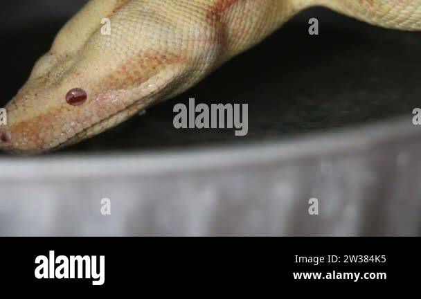 albino boa constrictor drinking water. Albinism is the lack of melanin ...