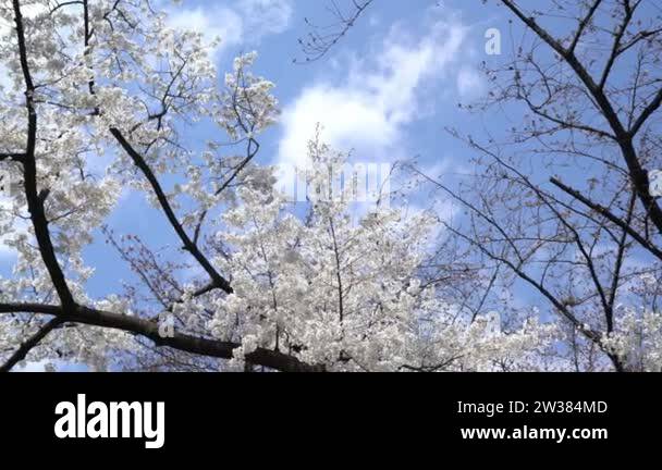4k b-roll cinematic footage of Tokyo National Park during spring cherry ...