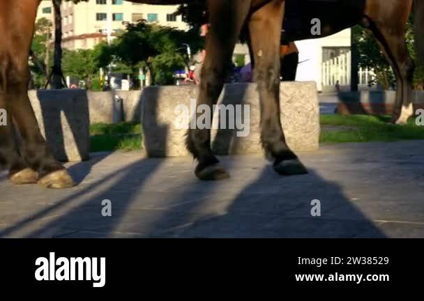 4K, Close-up of brown horse hooves walking on a block pavement. Police ...