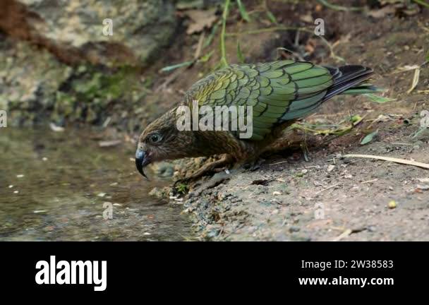 Notabilis Stock Videos & Footage - HD and 4K Video Clips - Alamy