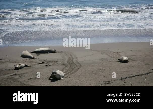 Walking seals Stock Videos & Footage - HD and 4K Video Clips - Alamy