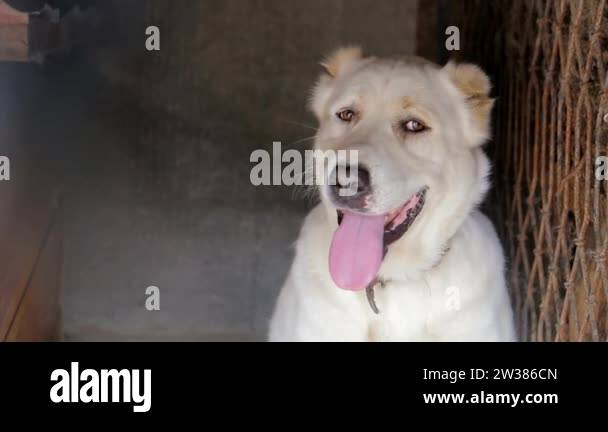 White big beautiful dog Alabai. An albino dog. Portrait of a white ...