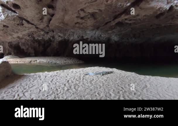 Formation crocodile Stock Videos & Footage - HD and 4K Video Clips - Alamy