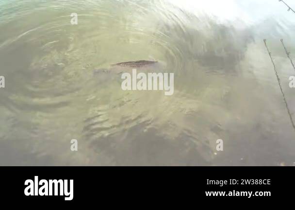 Grab fish by tail Stock Videos & Footage - HD and 4K Video Clips - Alamy