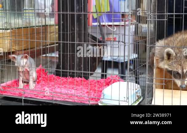 Curious raccoon in small cage on pet market. Cute raccoon sitting on ...