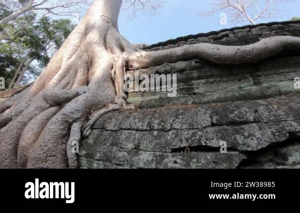 4K, Ta Prohm temple with strangler fig. Famous spung tree growing in ...