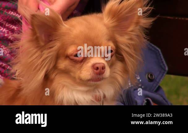 Little red dog Stock Videos & Footage - HD and 4K Video Clips - Alamy
