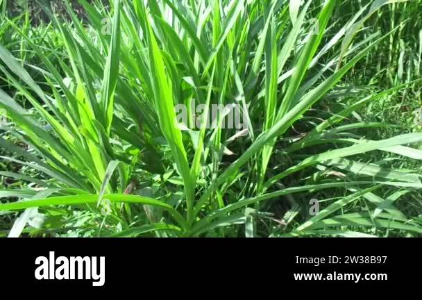 Close up Pennisetum purpureum (Cenchrus purpureus Schumach, Napier ...