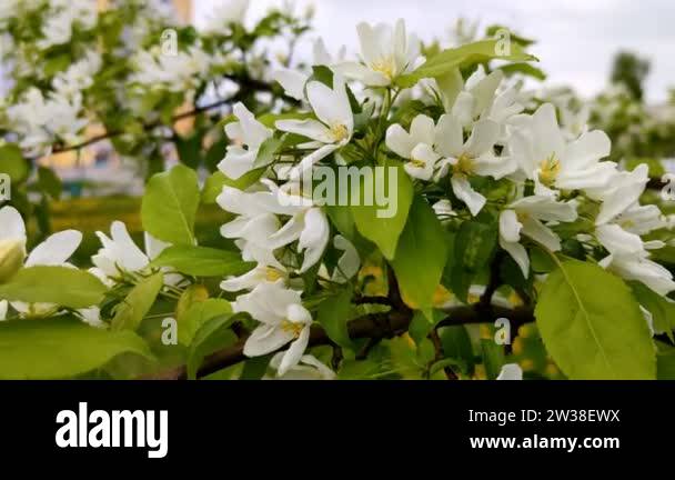 Choke cherry tree Stock Videos & Footage - HD and 4K Video Clips - Alamy