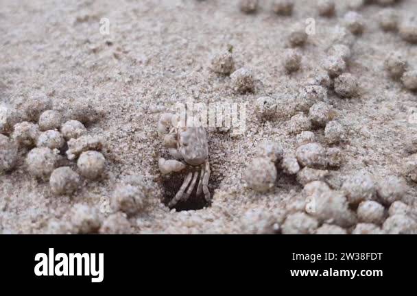 Mud balls Stock Videos & Footage - HD and 4K Video Clips - Alamy