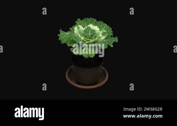 Frizzy cabbage Stock Videos & Footage - HD and 4K Video Clips - Alamy