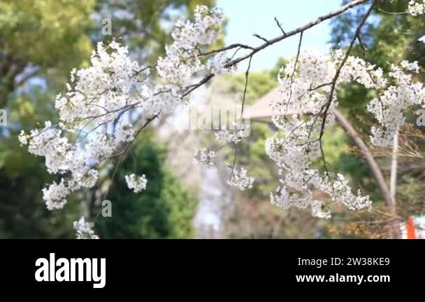 4k b-roll cinematic footage of Tokyo National Park during spring cherry ...