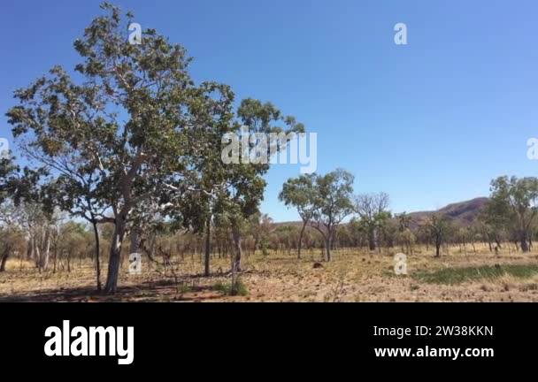 Australia landscape baobab trees Stock Videos & Footage - HD and 4K ...