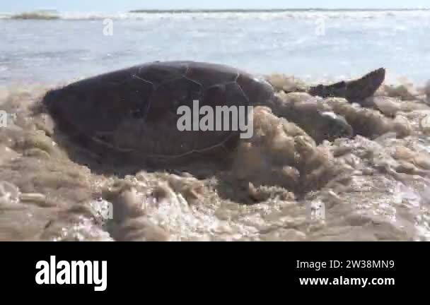 Endangered loggerhead sea turtle caretta Stock Videos & Footage - HD ...