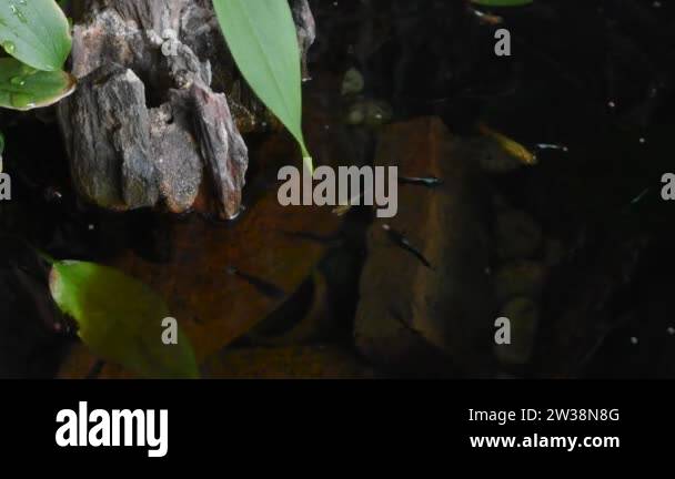 Guppy fishes or millionfish and rainbow fish swimming in water and ...