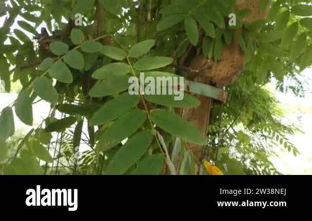 A big trunk stem of a tree being shown from in full length and showing ...