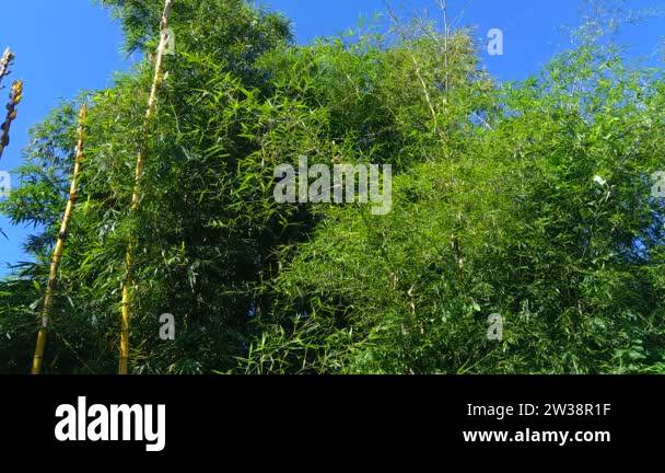 Green bamboo tree with natural background. Bamboos are evergreen ...