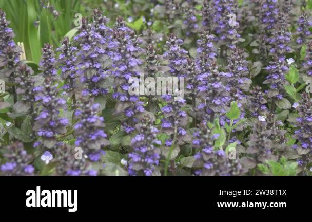 Carpet bugle Stock Videos & Footage - HD and 4K Video Clips - Alamy