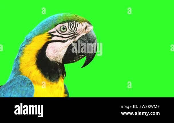 Macaw on a transparent background, alpha matte. Blue and yellow macaw ...