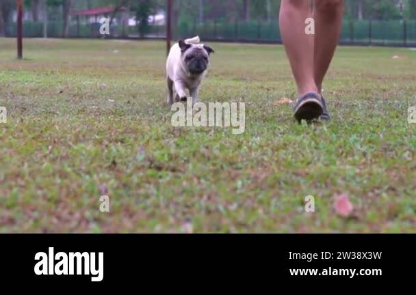 Pet bonding time Stock Videos & Footage - HD and 4K Video Clips - Alamy