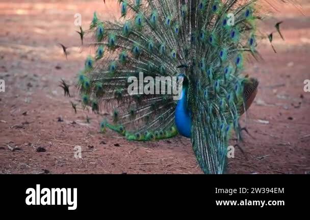 Male bird display Stock Videos & Footage - HD and 4K Video Clips - Alamy