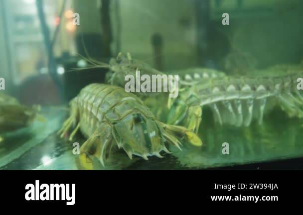 Montana fish fauna Stock Videos & Footage - HD and 4K Video Clips - Alamy