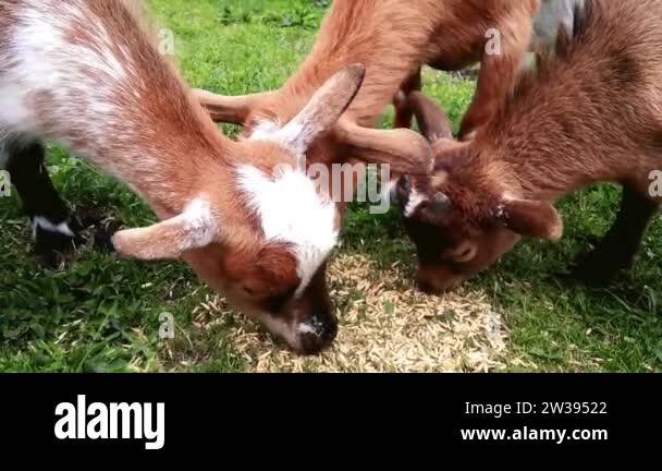 Goat eat grain Stock Videos & Footage - HD and 4K Video Clips - Alamy