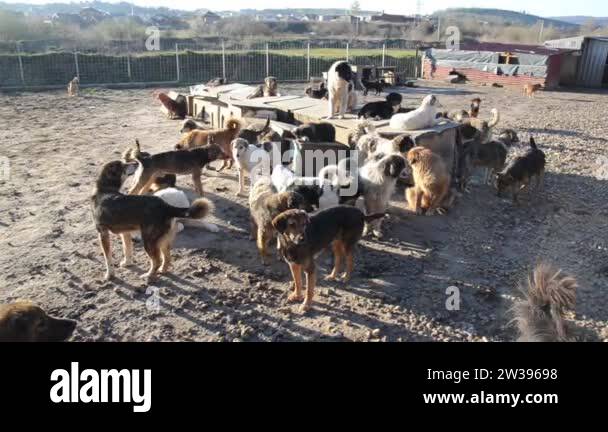 Unwanted and homeless dogs barking in animal shelter. Asylum for dog ...