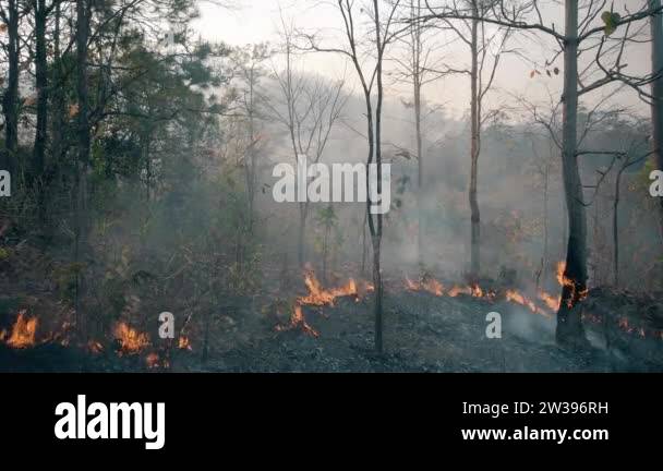 Climate crisis. Flame and smoke in national park. Destruction of ...
