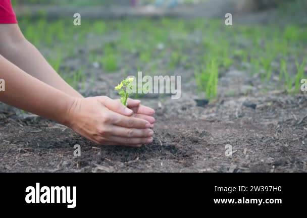 Woman hand hold planting growing a tree in soil on the garden. Female ...