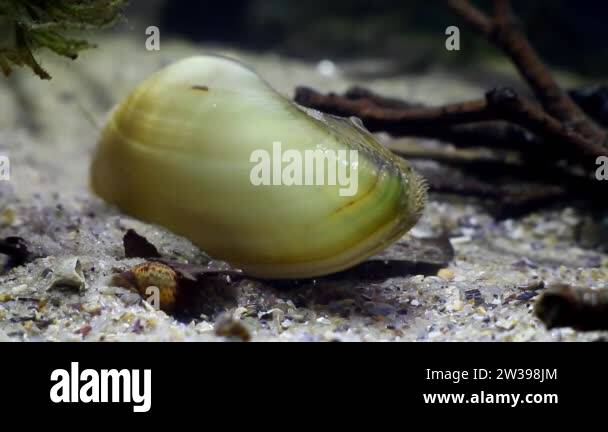 Biotope aquatic Stock Videos & Footage - HD and 4K Video Clips - Alamy