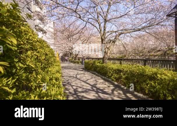 4k time lapse of motion blur of pedestrian at Meguro River Park, Tokyo ...