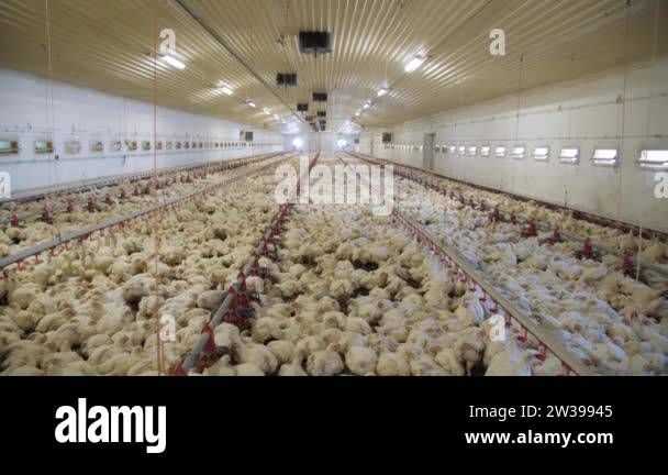 Poultry farm. Chickens for fattening on a modern poultry farm. Lots of ...