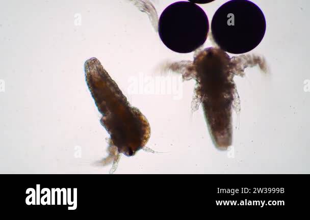Two small larvae of artemia salina are moving near eggs under the ...