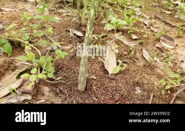 Green Porang plant Amorphophallus also known as konjac elephant yam ...