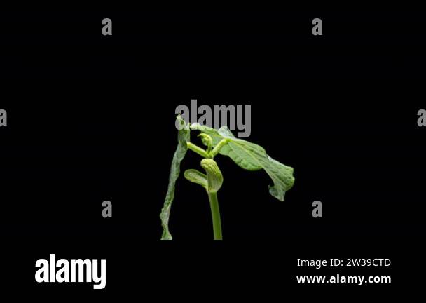 Germination seeds Stock Videos & Footage - HD and 4K Video Clips - Alamy