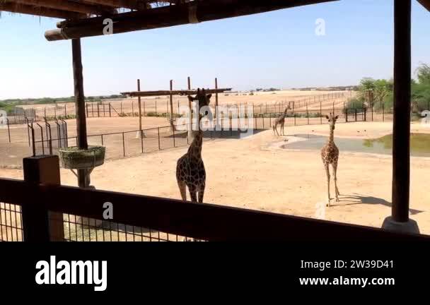 Giraffe giraffes feeder Stock Videos & Footage - HD and 4K Video Clips ...