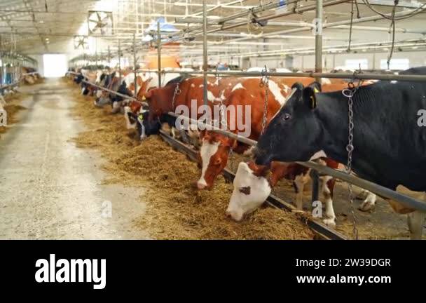 Rows of cows in a farm barn. Dairy cows of different coloring eating ...