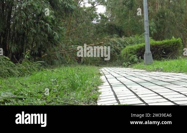 Forest damage storm Stock Videos & Footage - HD and 4K Video Clips - Alamy