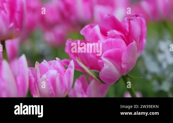 Soft wind in nature Stock Videos & Footage - HD and 4K Video Clips - Alamy