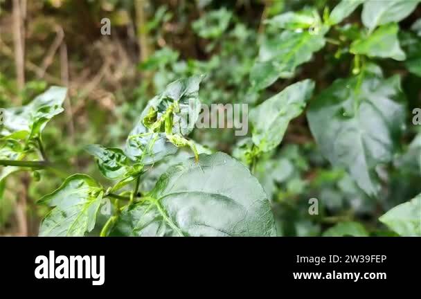 Flower mantises are those species of praying mantises that mimic ...