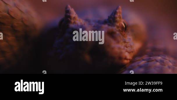 Horned viper snake lying under ultraviolet light while looking at the ...