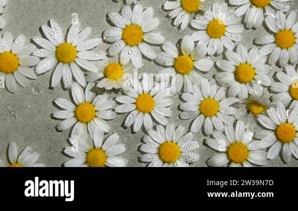 Spraying the Camomile Flowers, watering white daisy flower on summer ...